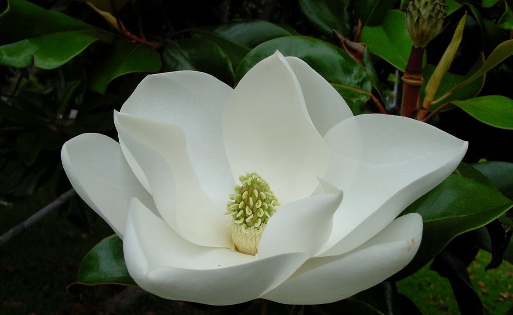 Cultura Mapuche: Símbolo de la flor del canelo